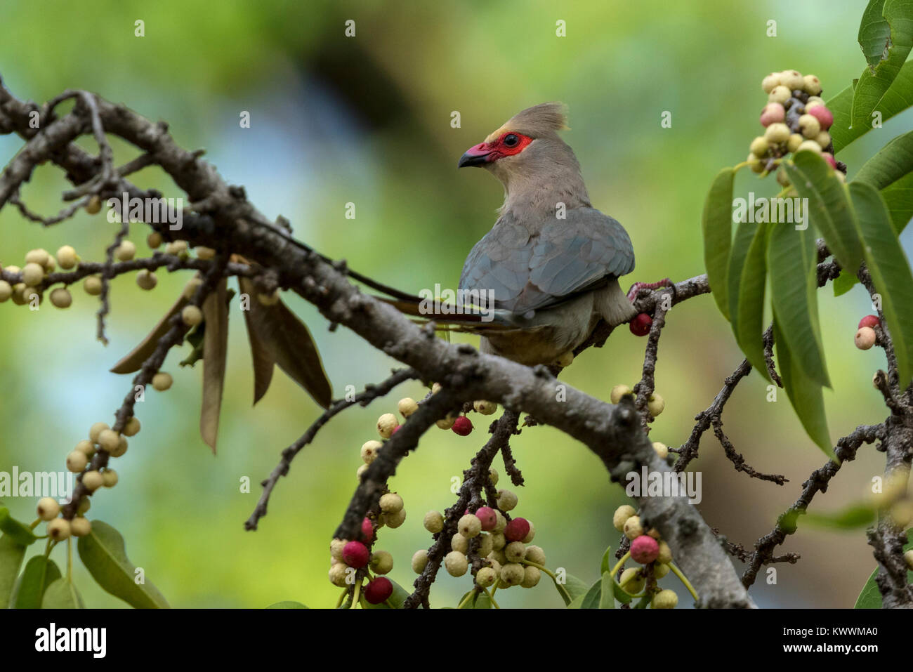 Red faced -Fotos und -Bildmaterial in hoher Auflösung – Alamy