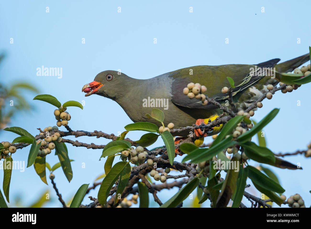 Treron calvus calvus -Fotos und -Bildmaterial in hoher Auflösung – Alamy