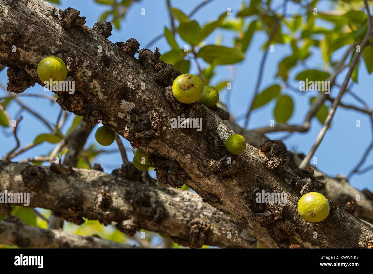 Ficus sansibarica -Fotos und -Bildmaterial in hoher Auflösung – Alamy