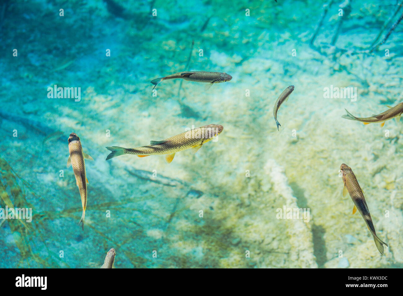 Fisch blaues wasser -Fotos und -Bildmaterial in hoher Auflösung – Alamy
