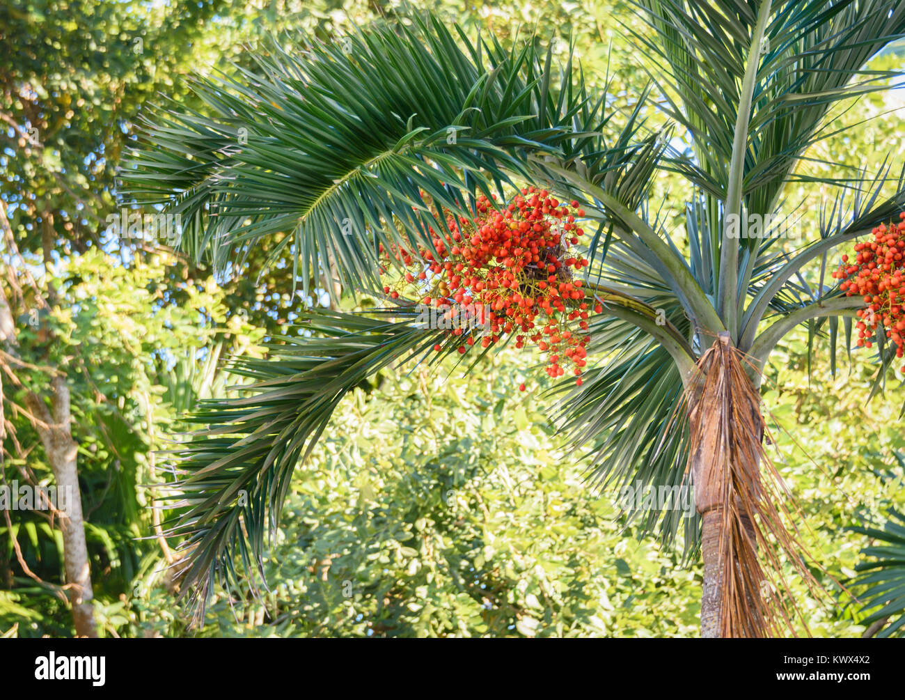 Betel Nut Tree Betel Palm Stockfotos und -bilder Kaufen - Alamy