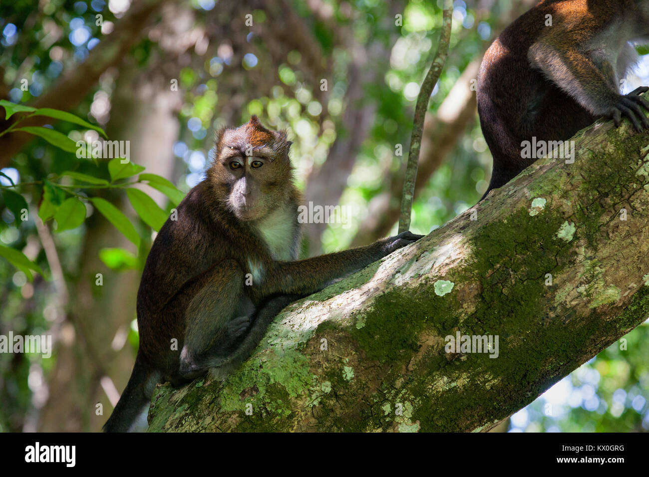 Philippine Long-tailed Macaque von Palawan Stockfotografie - Alamy