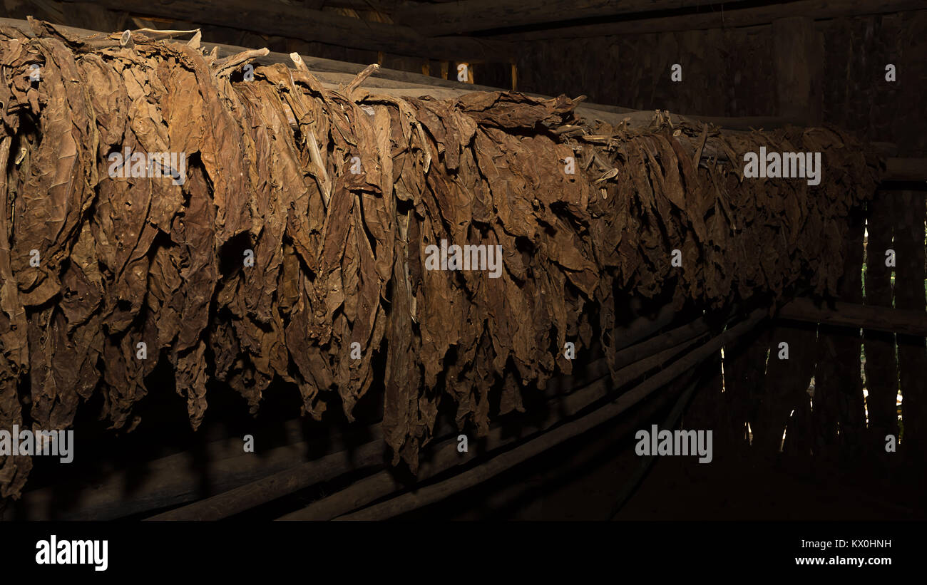 Ballen tabak -Fotos und -Bildmaterial in hoher Auflösung – Alamy