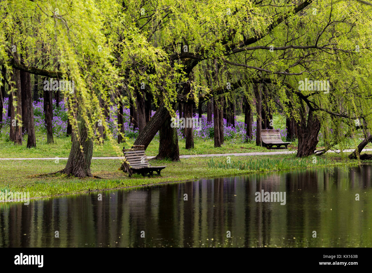 Bank Baum Sommer Bank Baum Stockfotos und -bilder Kaufen - Alamy