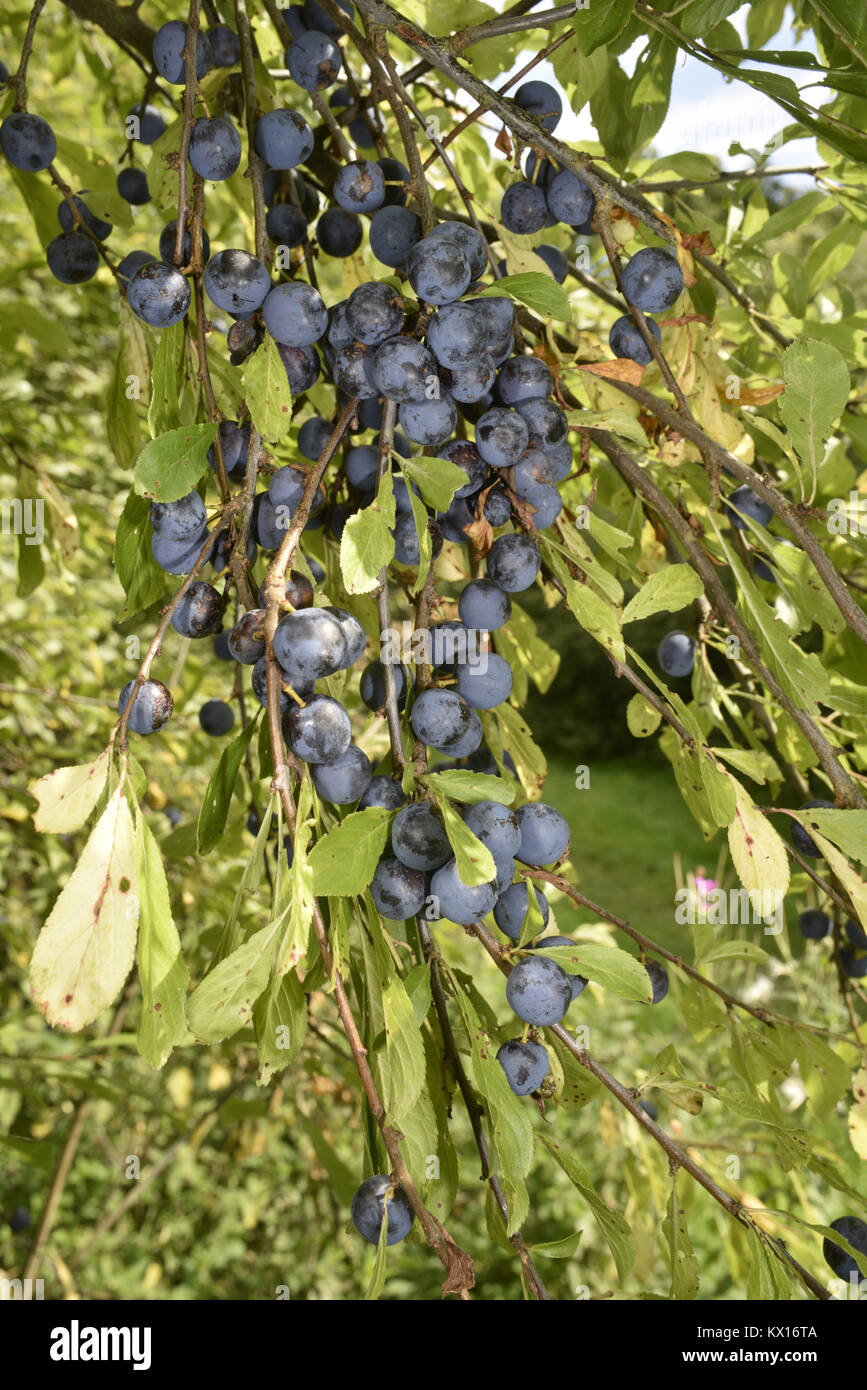 Bullace plums -Fotos und -Bildmaterial in hoher Auflösung – Alamy