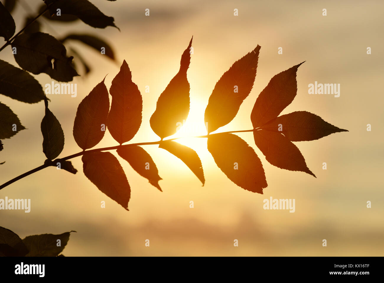 Eschenblatt silhouette Stockfotos und -bilder Kaufen - Alamy