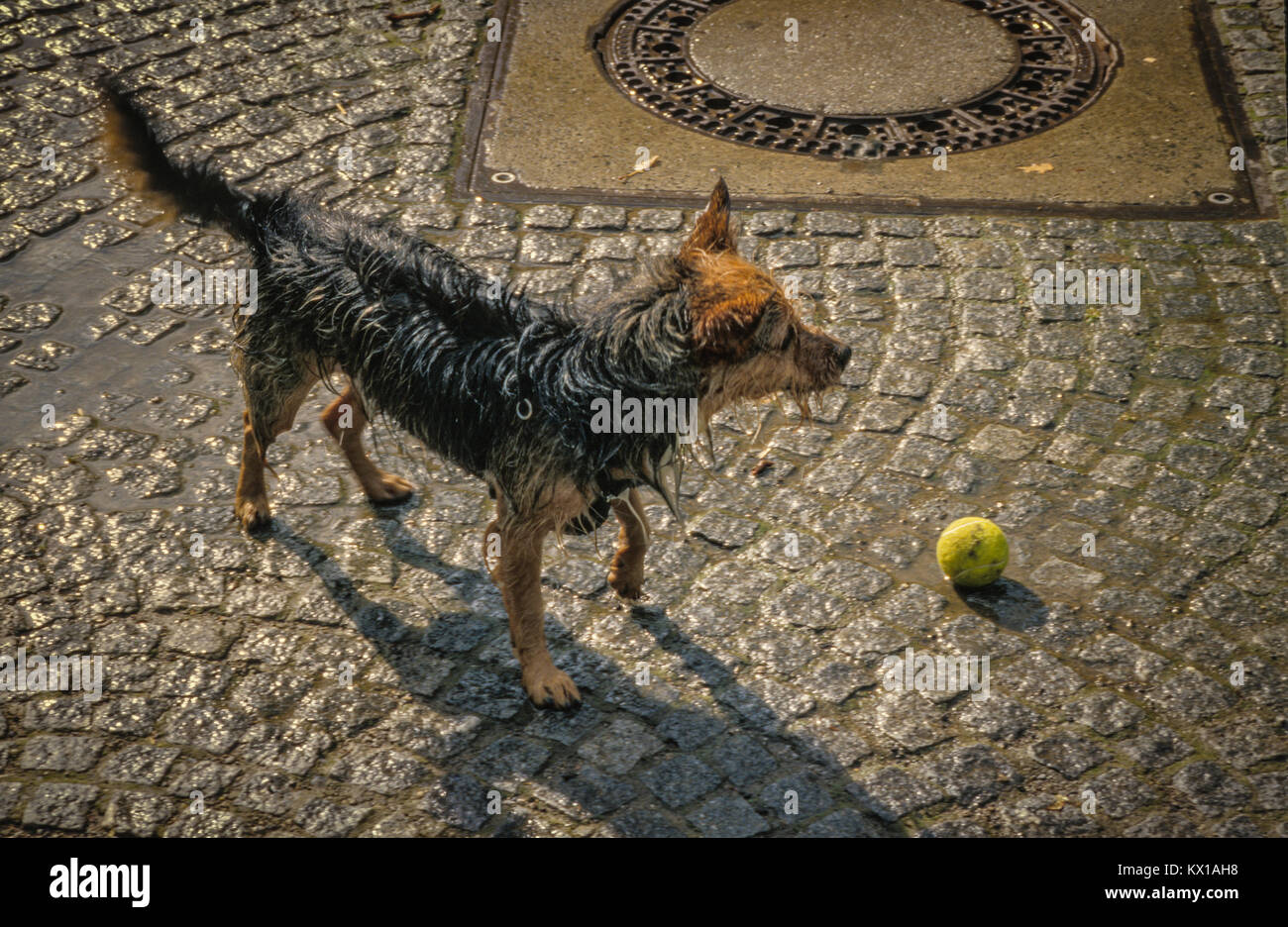 Menschen tiere beziehung -Fotos und -Bildmaterial in hoher Auflösung ...