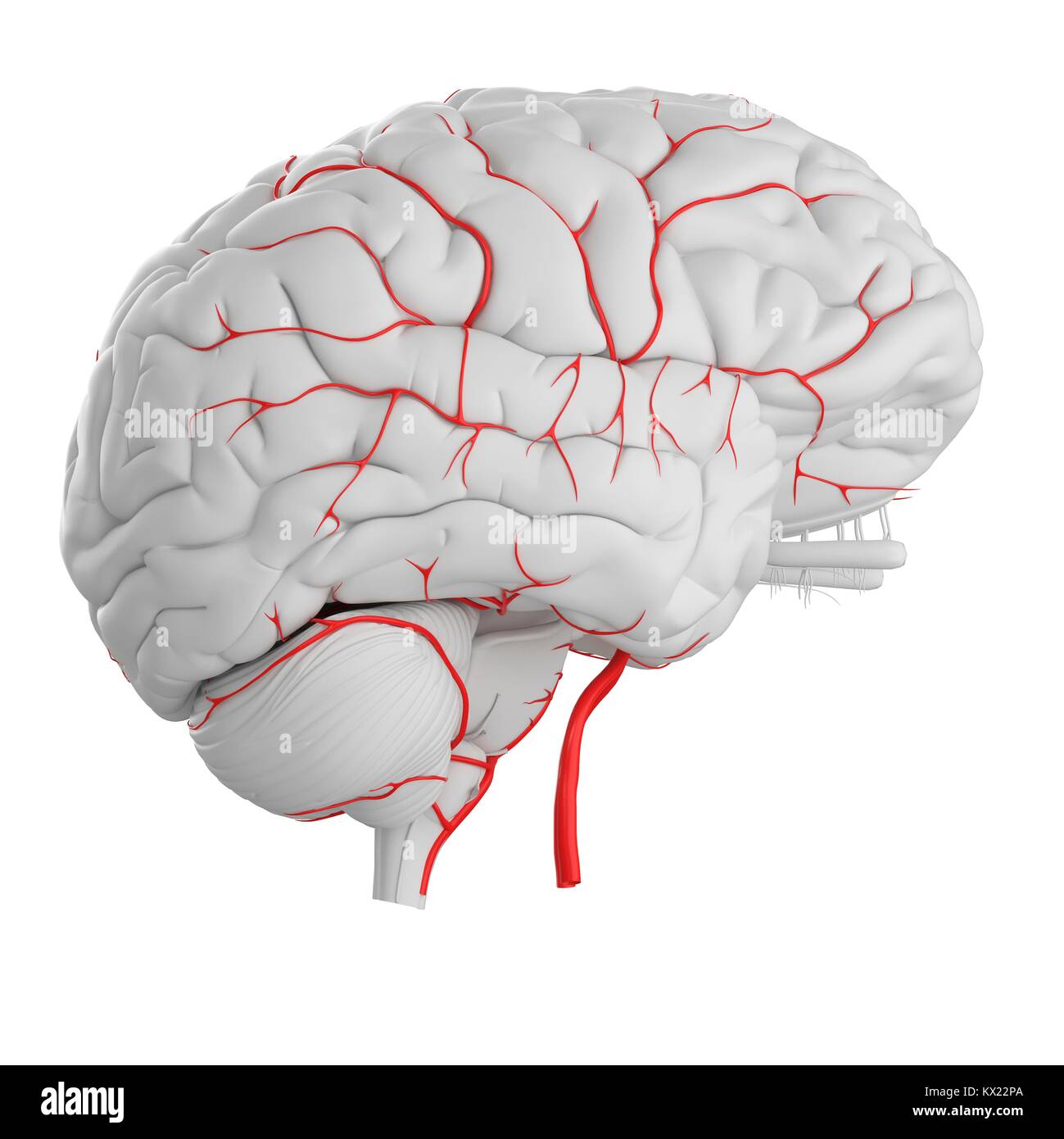 Anatomie und Arterien Des Menschlichen Gehirns Stockfotos und -bilder ... Anatomie und Arterien Des Menschlichen Gehirns Stockfotos und -bilder ...