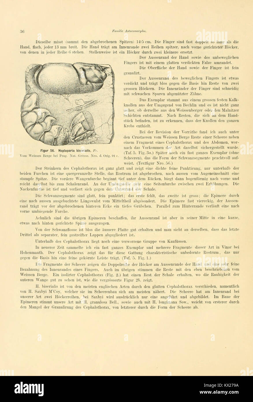 Diese Illustration aus „die Crustaceen der Böhmischen Kreideformation ...