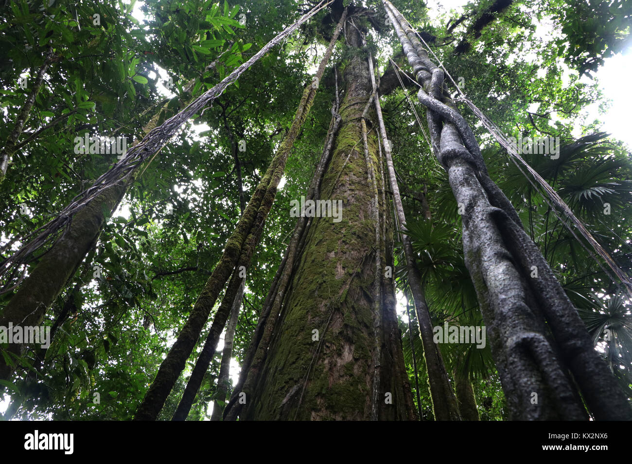Wanderer auf trail Halbinsel Osa Costa Rica Mahagoni Baum im primären ...