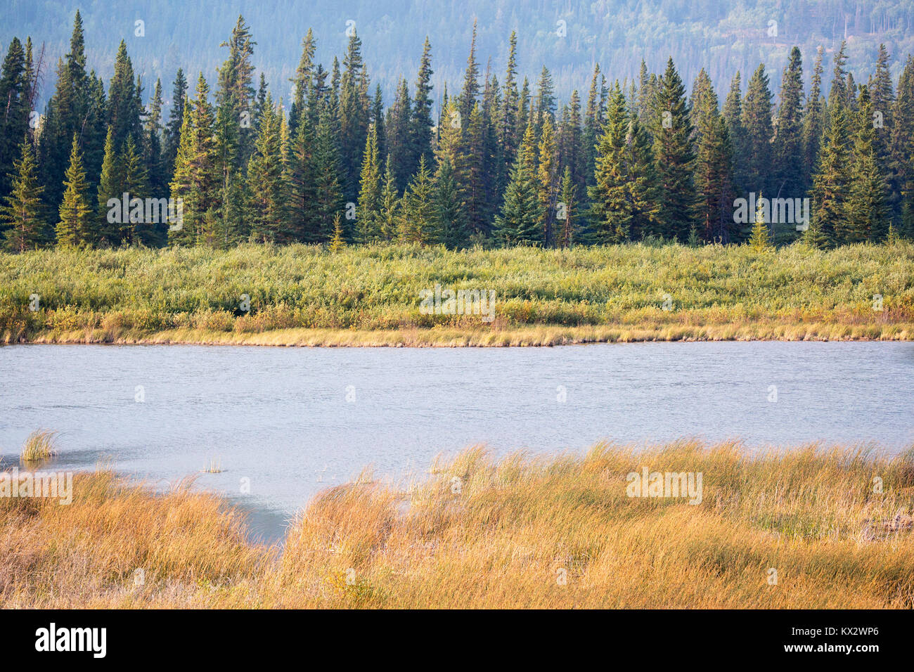 Feuchtgebiete und Nadelwälder im montanen Ökosystem entlang des Marsh ...