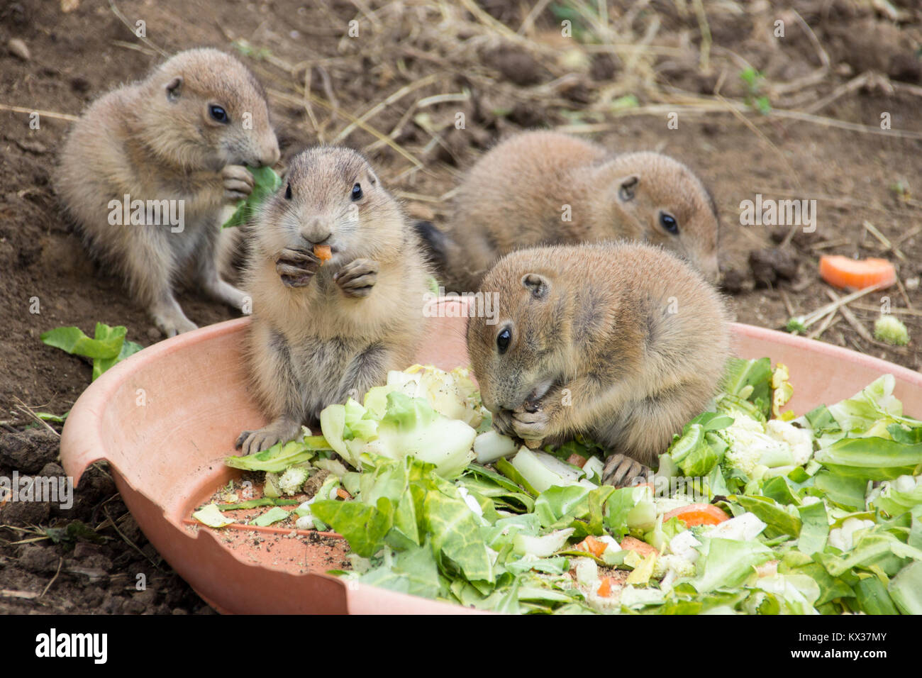Brauner lemming -Fotos und -Bildmaterial in hoher Auflösung – Alamy