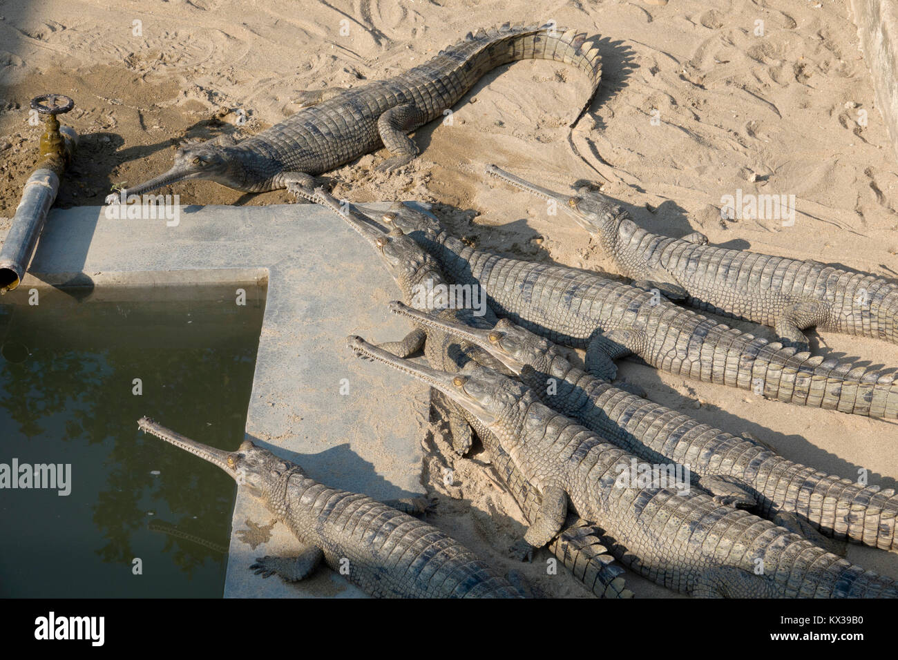 Gavialis gangeticus -Fotos und -Bildmaterial in hoher Auflösung – Alamy