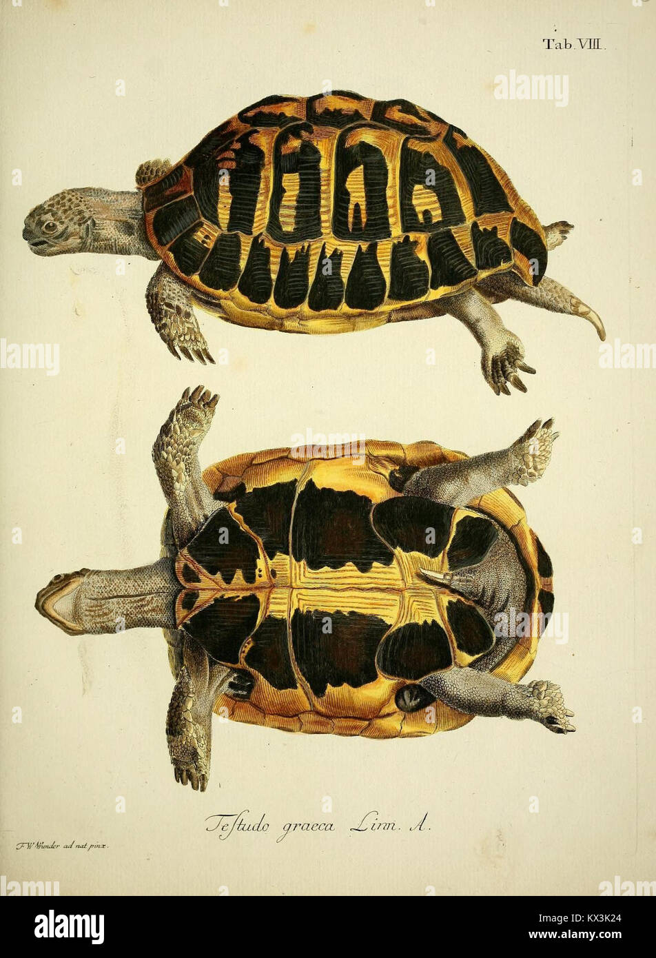 Diese Abbildung zeigt die Registerkarte. VIII. Aus der Naturgeschichte ...