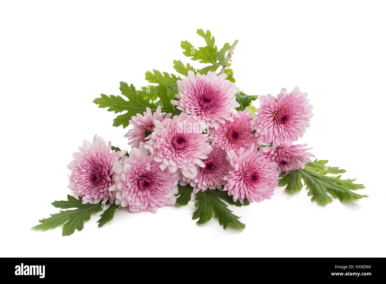 Rosa Chrysanthemen Strauß auf weißem Hintergrund Stockfotografie - Alamy