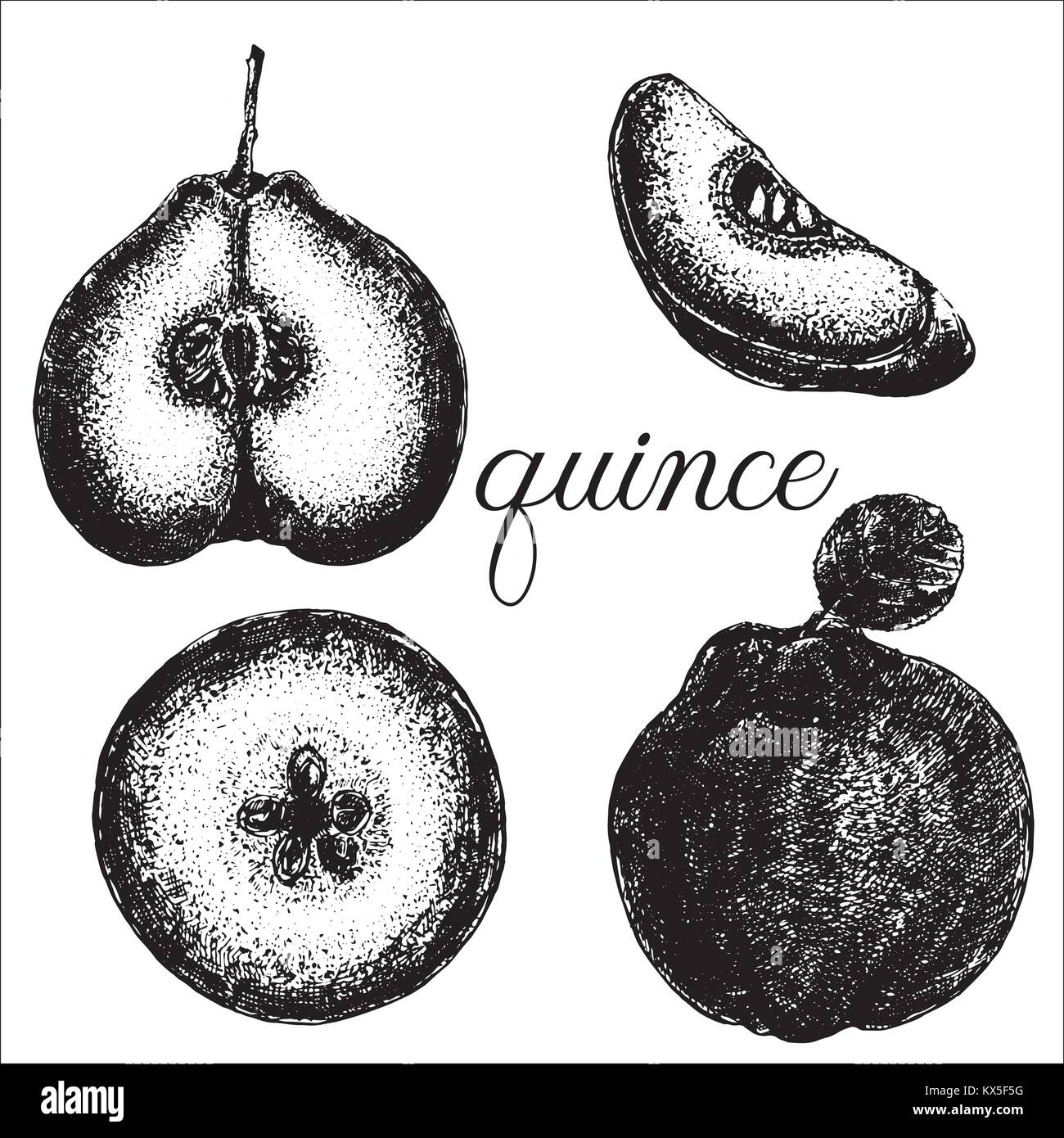 Hand gezeichnete Skizze von Quitten. Ganze mit Blatt und geschnitten ...