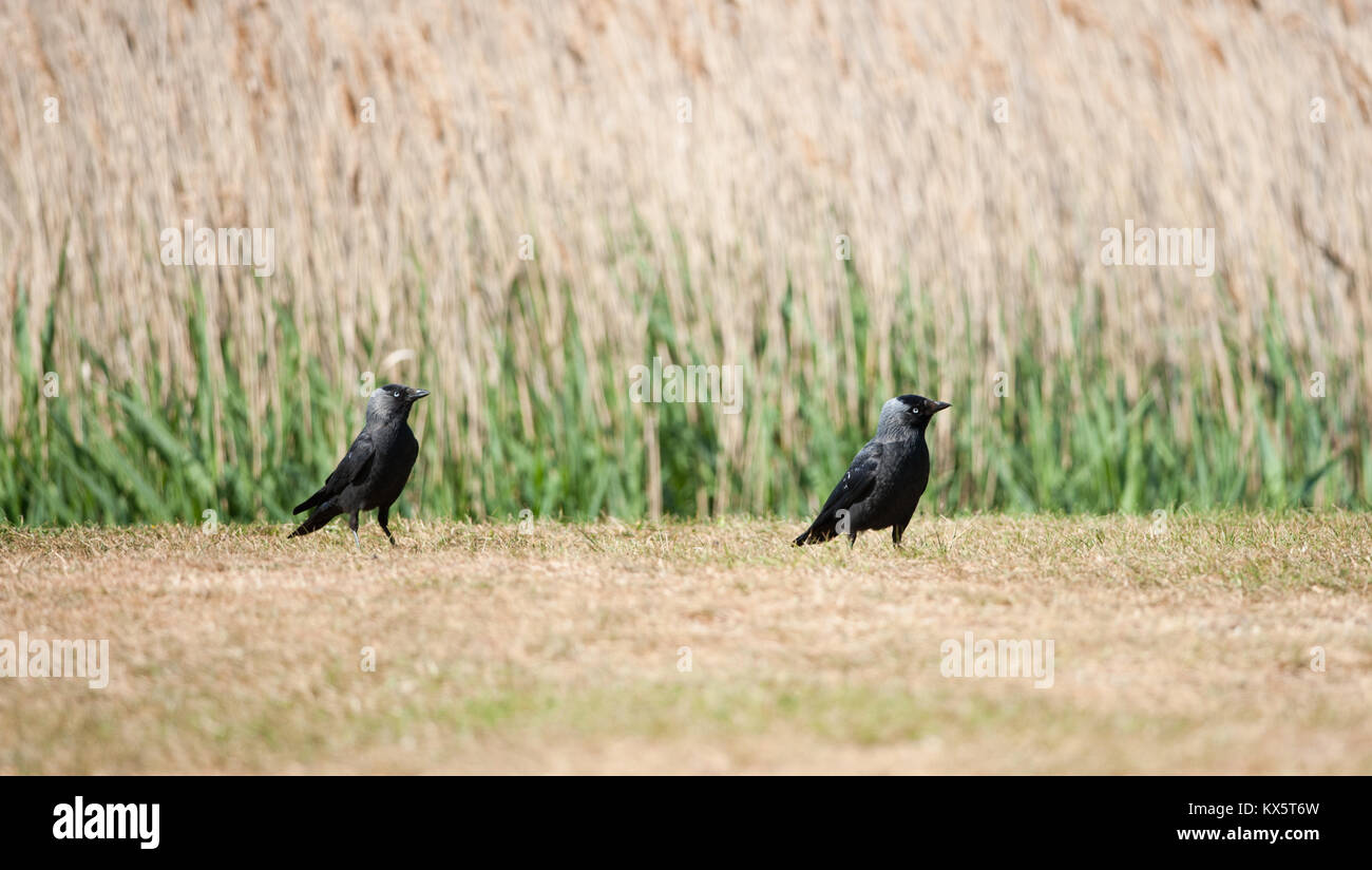Die westeurasische dohle -Fotos und -Bildmaterial in hoher Auflösung ...