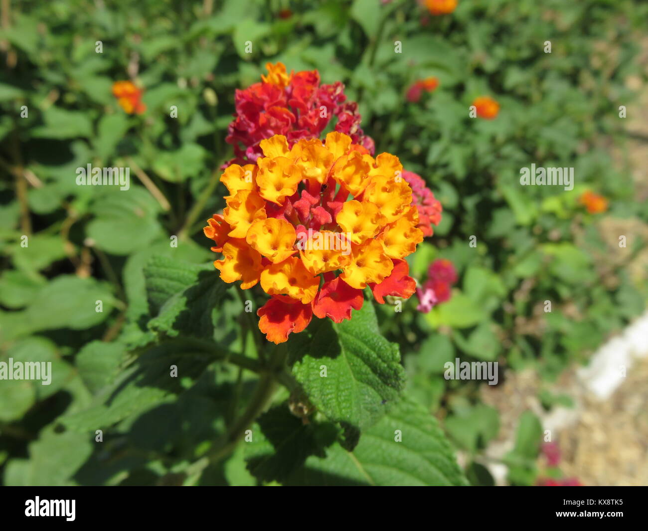 Pianta e fiore -Fotos und -Bildmaterial in hoher Auflösung – Alamy