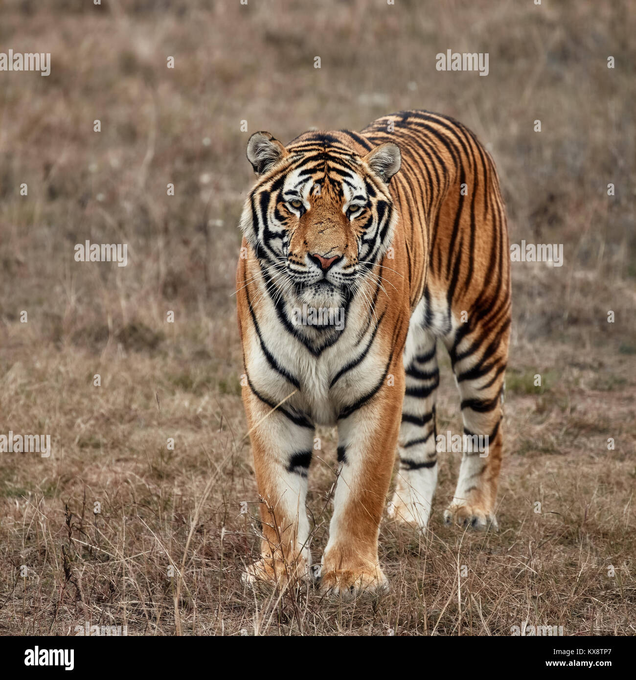 Eurocopter Tiger Stockfotos und -bilder Kaufen - Alamy