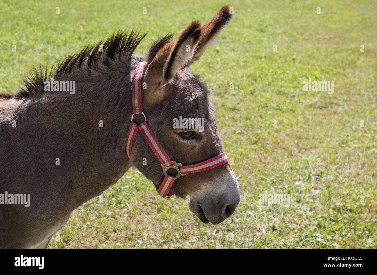 Esel seitenansicht -Fotos und -Bildmaterial in hoher Auflösung – Alamy