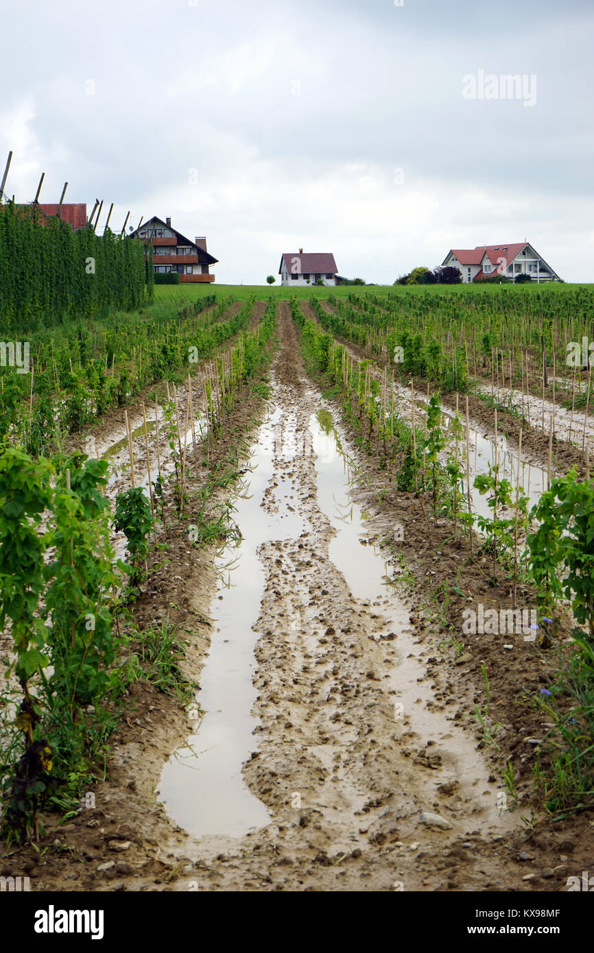 Reihen von Wasser auf dem Bauernhof Feld in Deutschland Stockfotografie ...