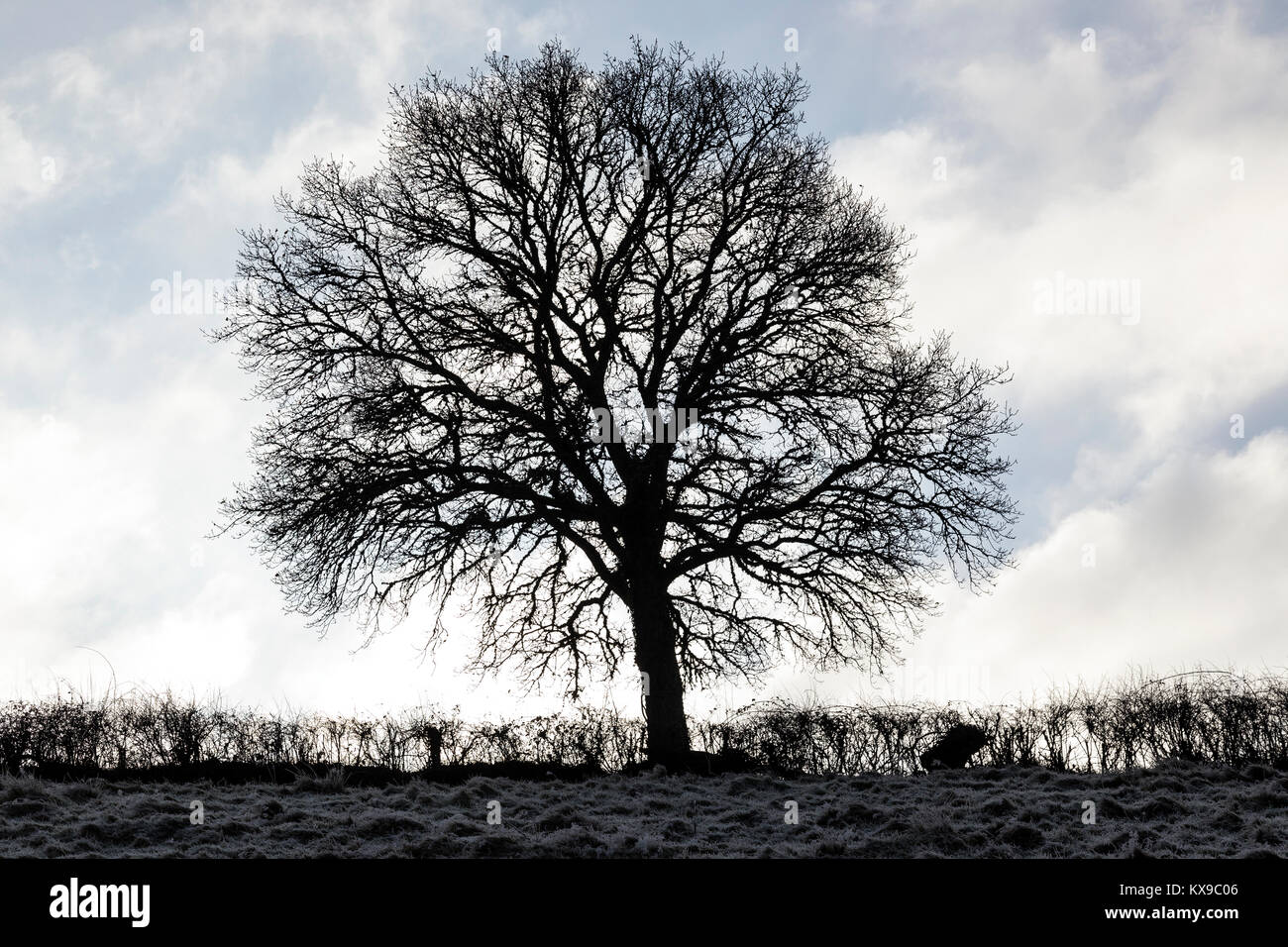 Eiche in Hedge in Devon, nackten Wolken kalt, umschließen, Surround ...