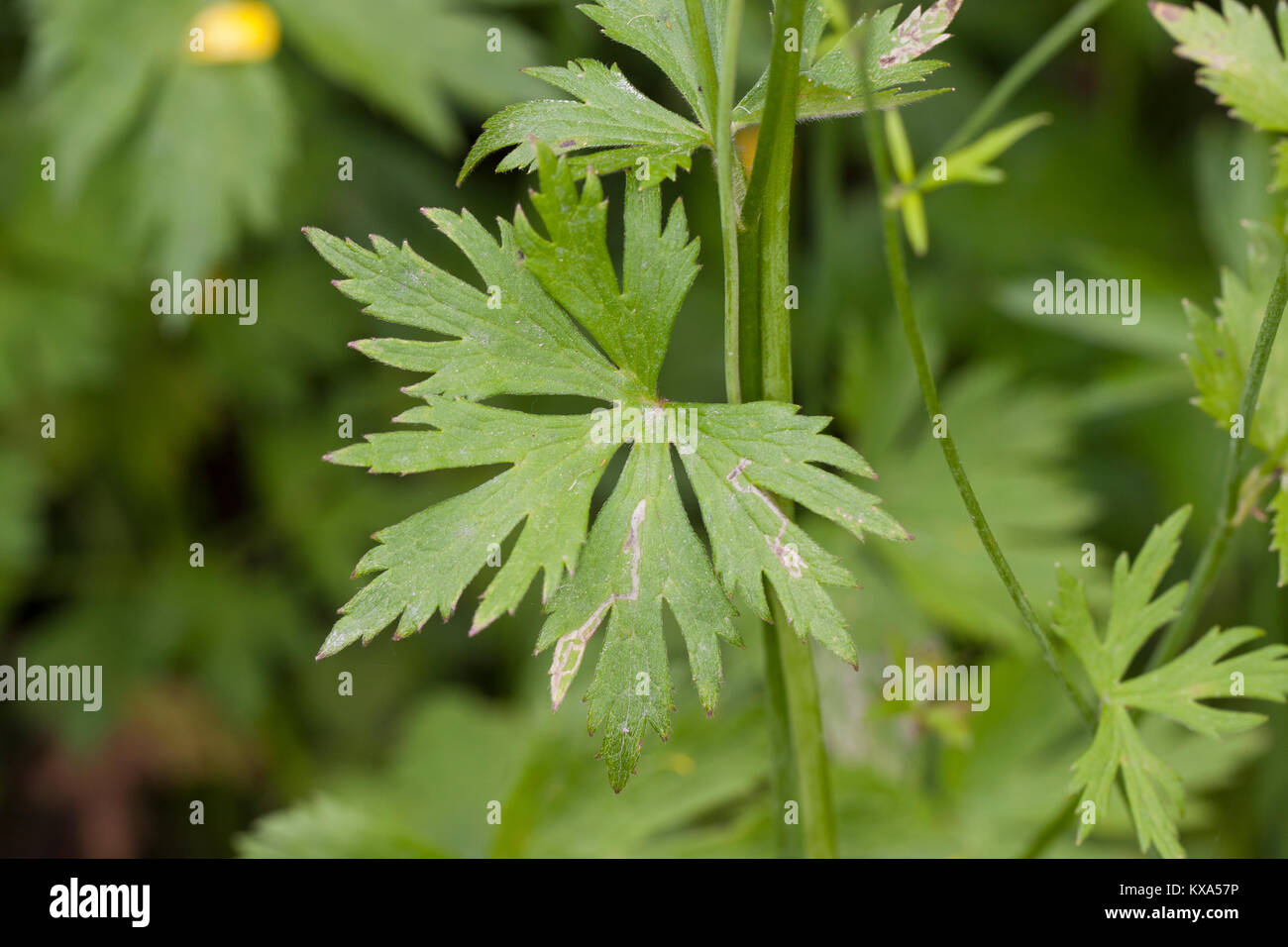 Scharfer Hahnenfuß, scharfer Hahnenfuss, Blatt, Ranunculus acris ...