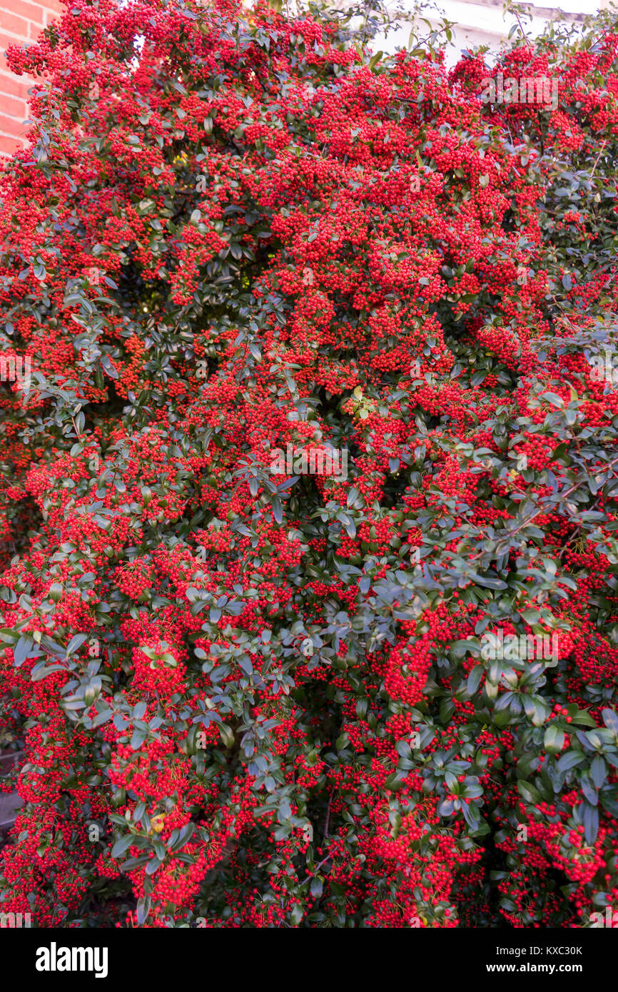 Rote Beeren Am Strauch Stockfotos und -bilder Kaufen - Alamy