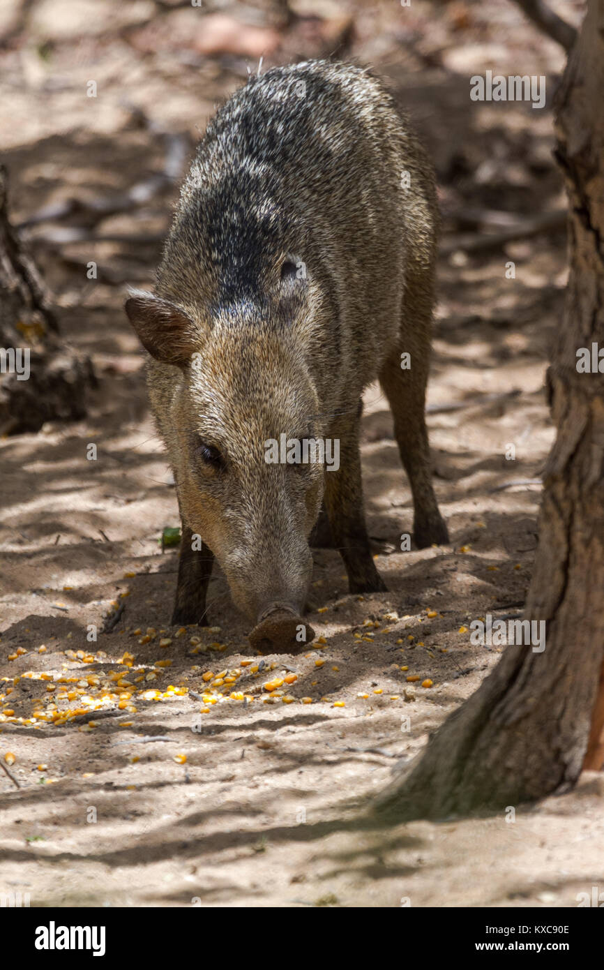 Puma Eating Stockfotos und -bilder Kaufen - Alamy