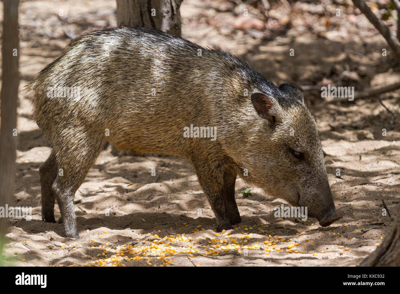 Puma Eating Stockfotos und -bilder Kaufen - Alamy