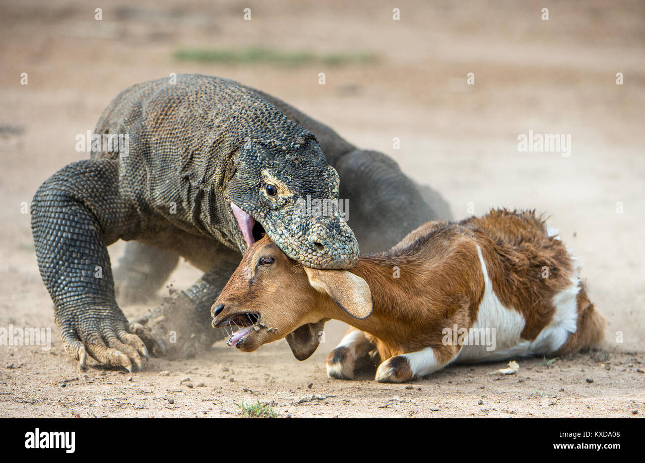 Die Komodo Waran (Varanus komodoensis) Angriffe der Beute. Es ist die größte lebende Echse der ...