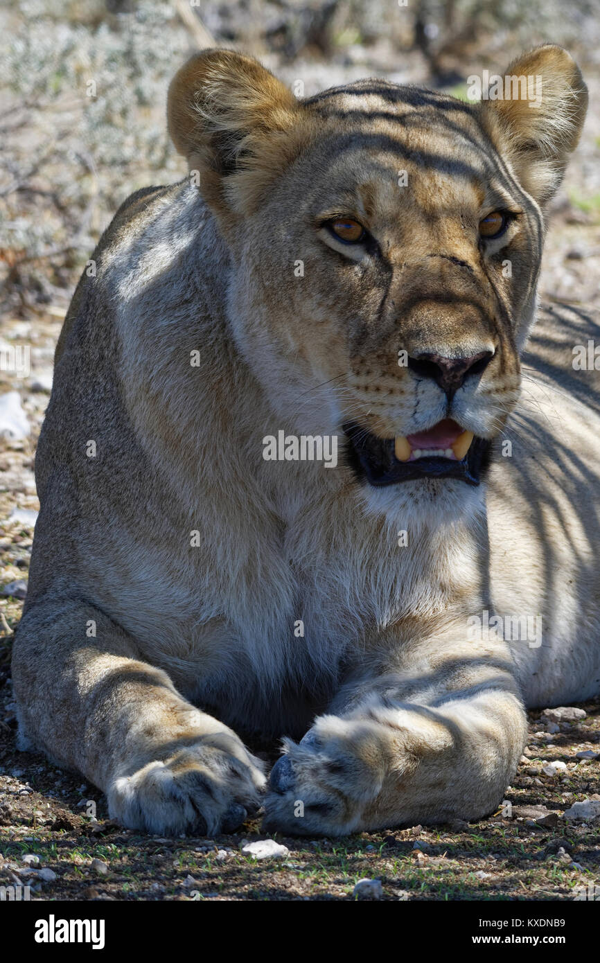 Lioness Head Stockfotos und -bilder Kaufen - Alamy