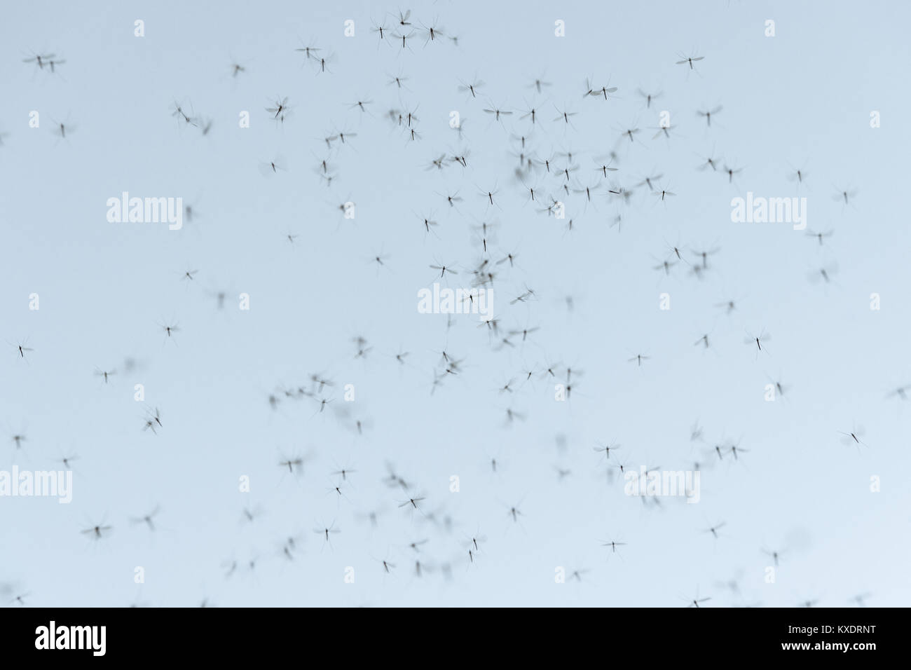 Schwarm von moskitos -Fotos und -Bildmaterial in hoher Auflösung – Alamy