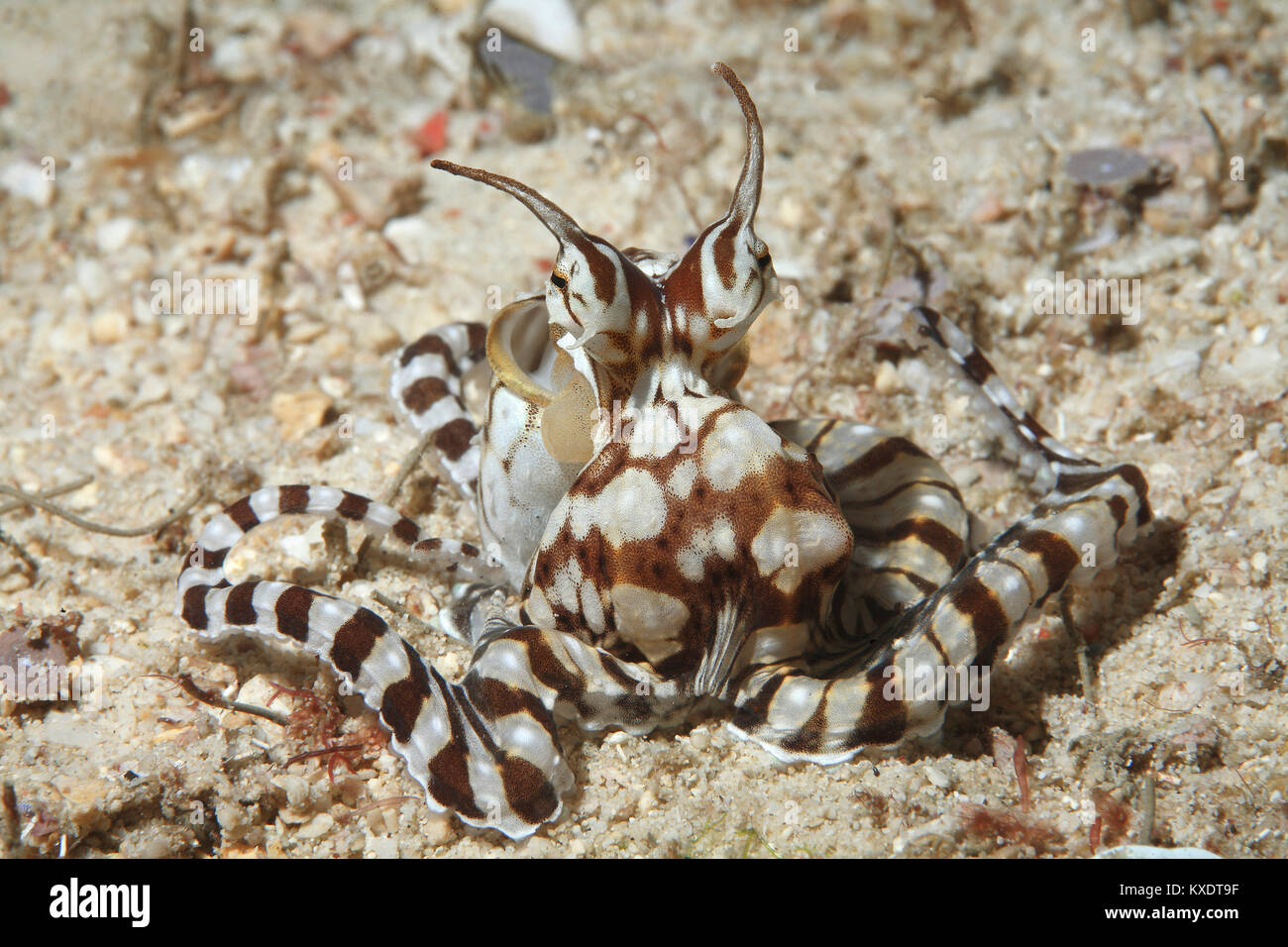 Thaumoctopus Mimicus Stockfotos und -bilder Kaufen - Alamy