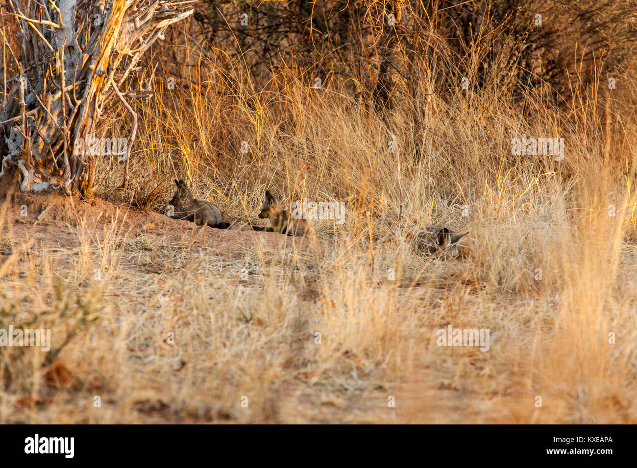 Tanzania fledermaus fuchs -Fotos und -Bildmaterial in hoher Auflösung ...
