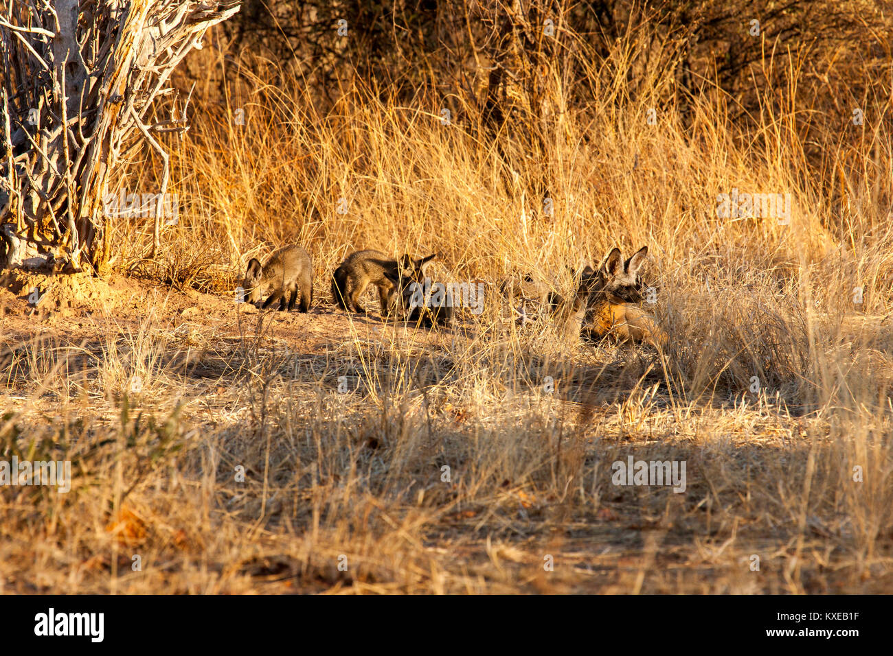 Vixen fox cubs -Fotos und -Bildmaterial in hoher Auflösung – Alamy