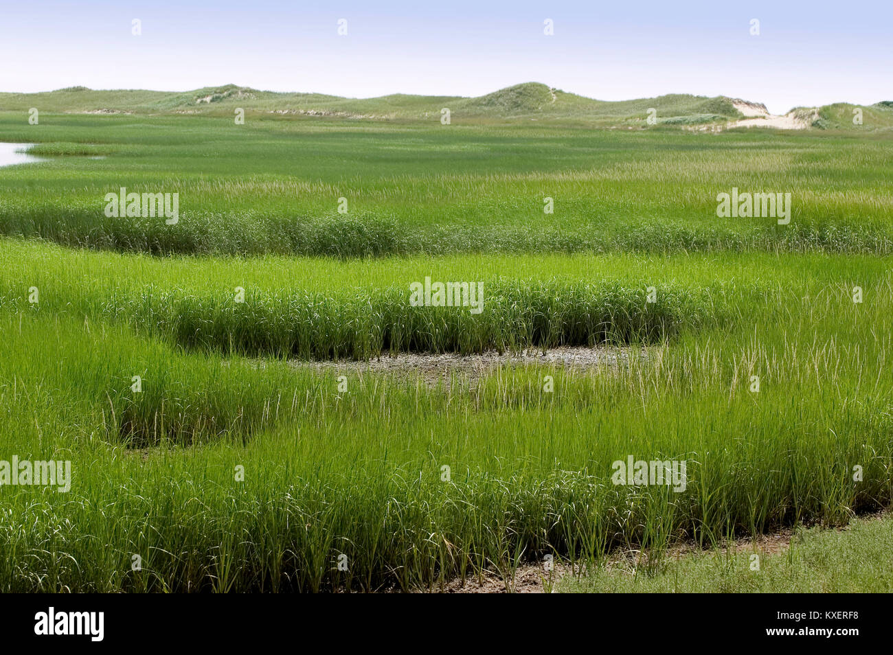 Sumpf im hintergrund -Fotos und -Bildmaterial in hoher Auflösung – Alamy