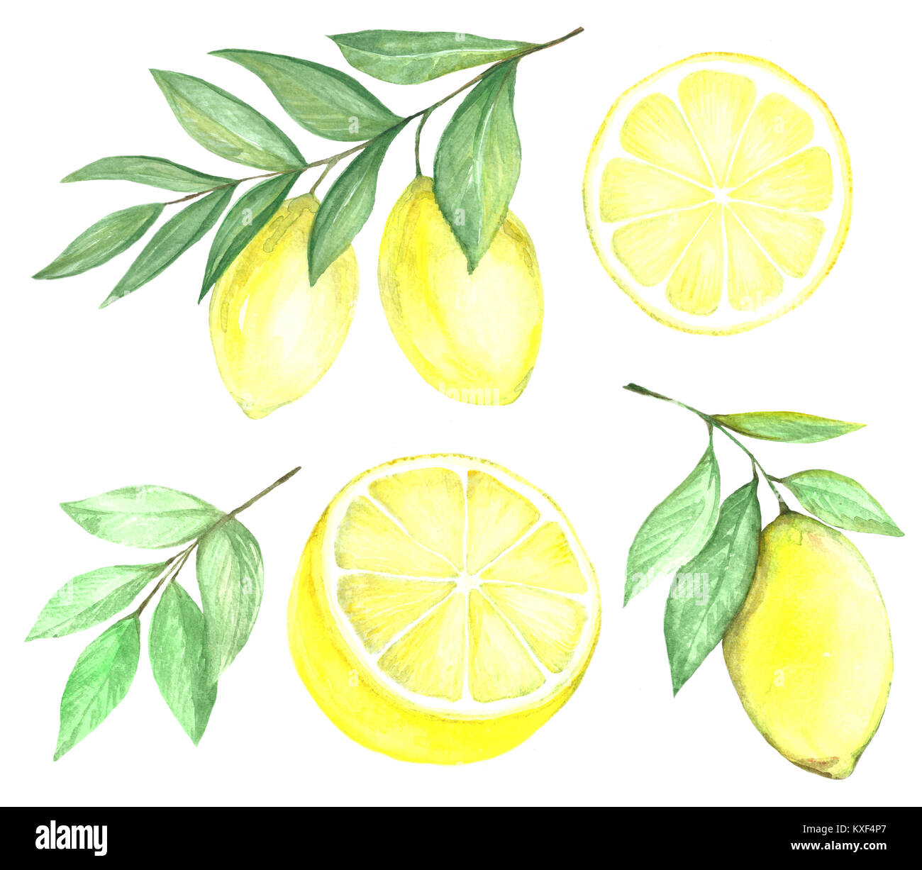 Aquarell von Zitrusfrüchten festgelegt. Zitronen auf dem Zweig ...