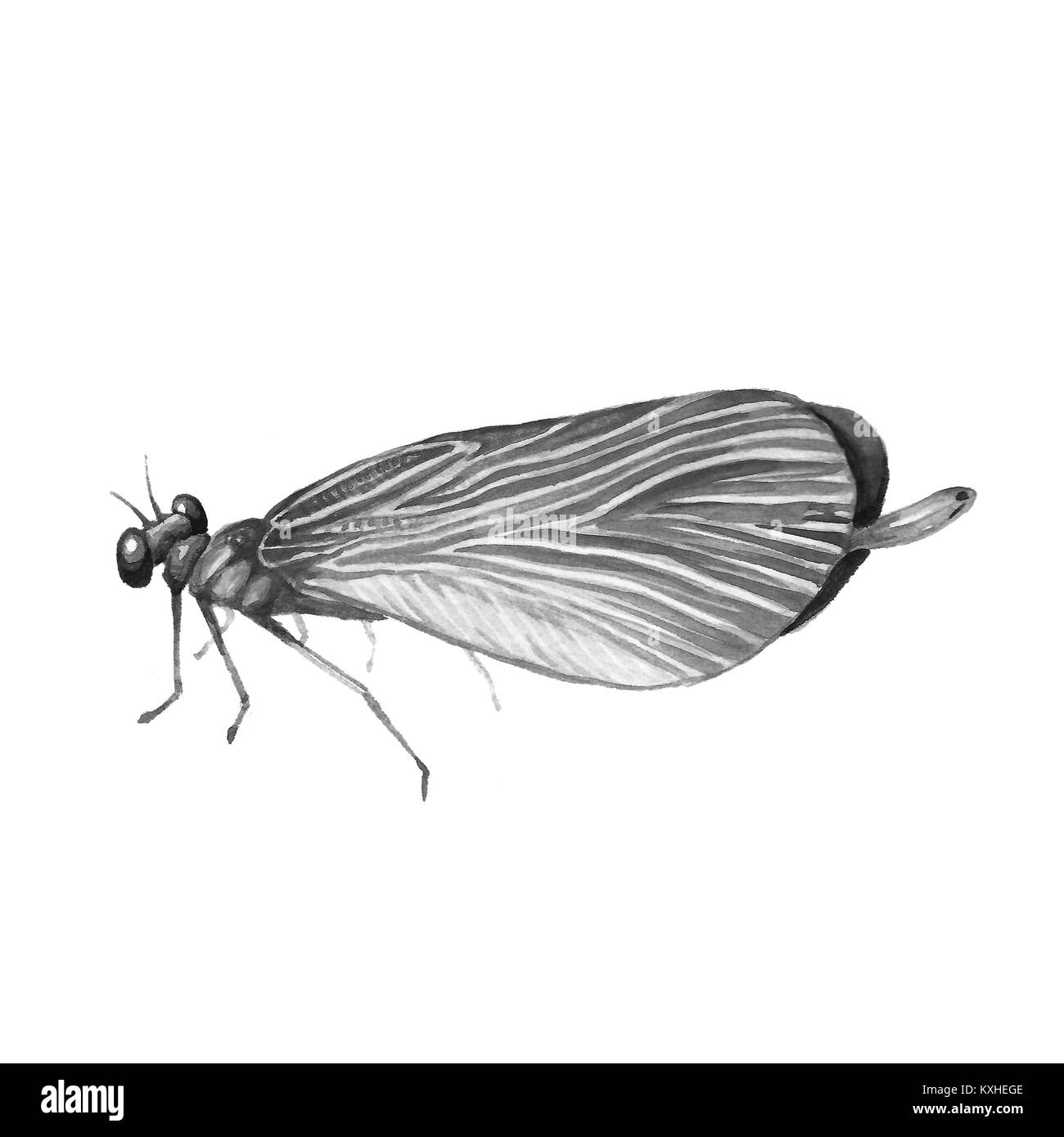 Schmetterling clipart schwarz und weiß Schwarzweiß-Stockfotos und ...