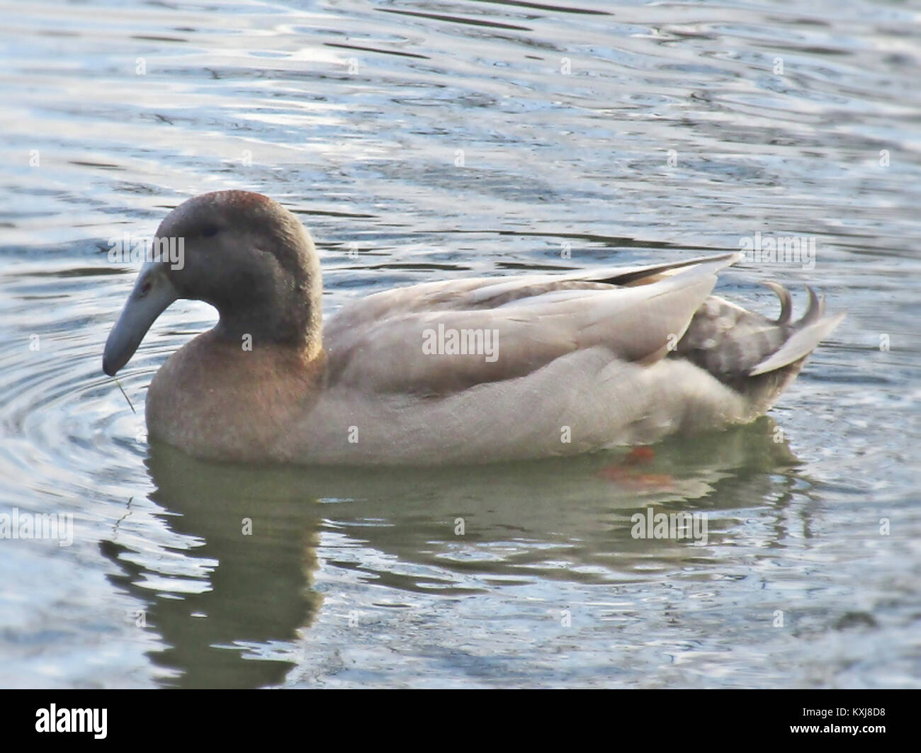 Duck anas sp -Fotos und -Bildmaterial in hoher Auflösung – Alamy