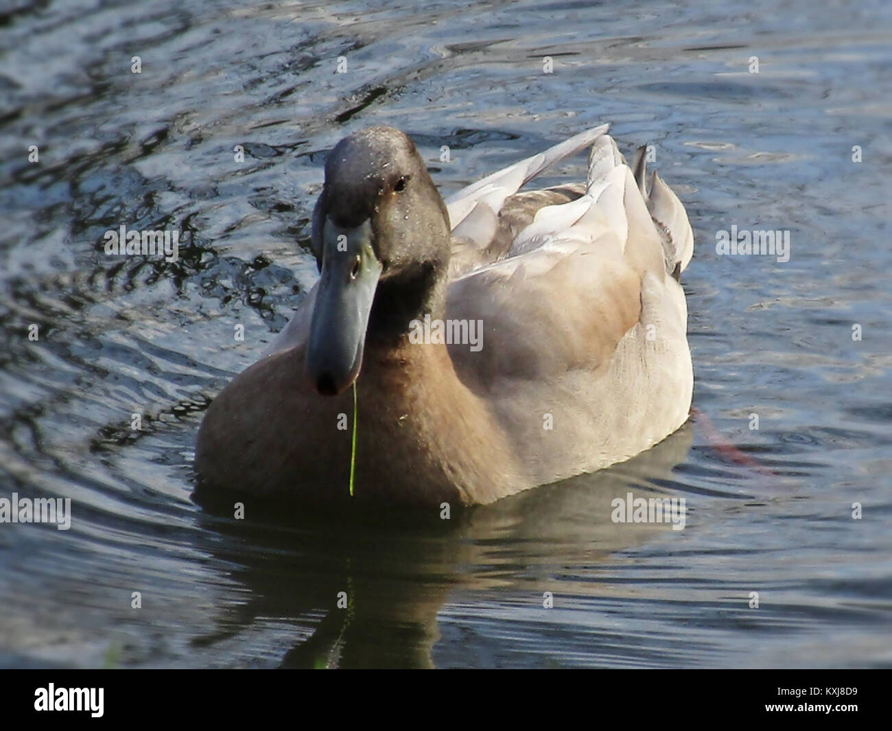Duck anas sp -Fotos und -Bildmaterial in hoher Auflösung – Alamy