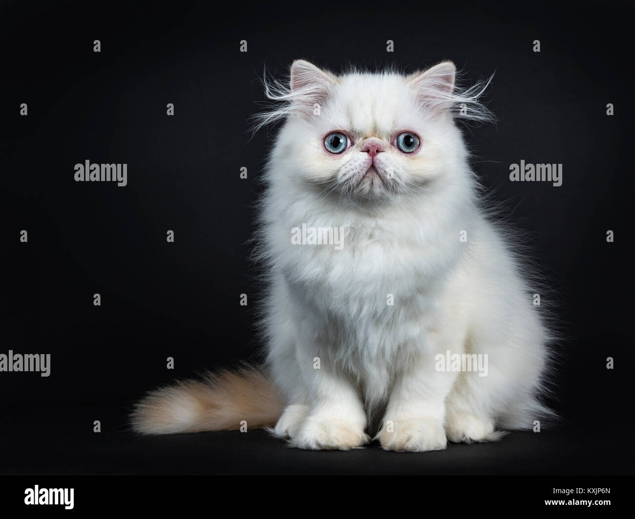 Persische katze -Fotos und -Bildmaterial in hoher Auflösung – Alamy