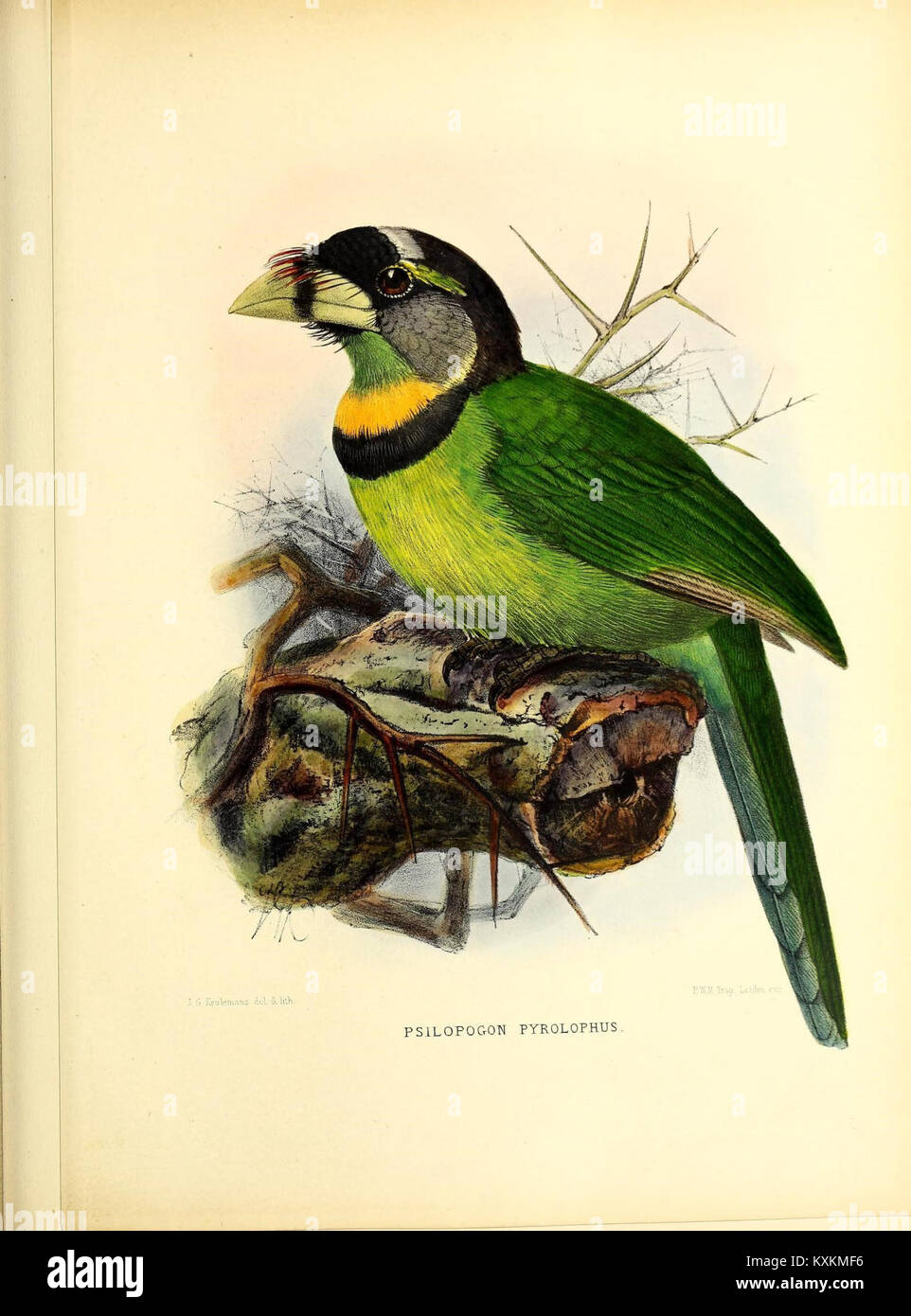 Diese Monografie erkundet die Capitoniden oder Scansorial Barbets, eine ...