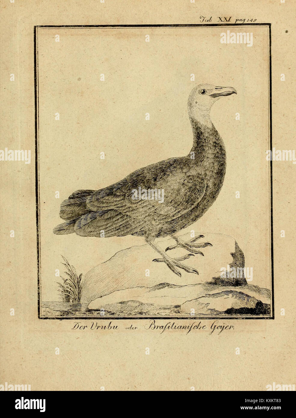 Eine detaillierte Illustration aus Bäffons „Naturgeschichte der Vögel ...