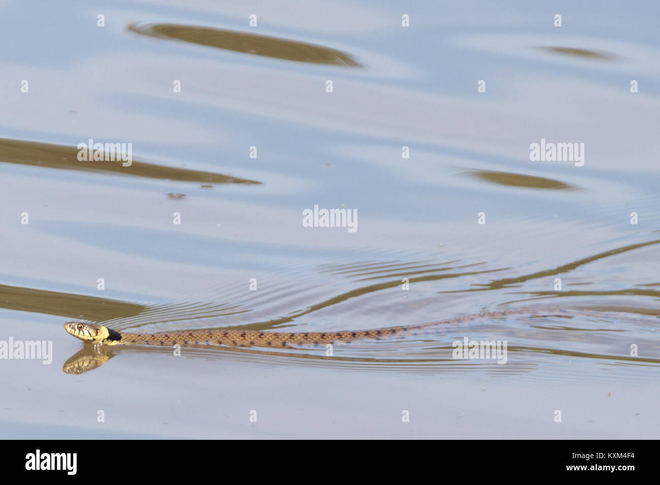 Ringelnatter natrix natrix schwimmend -Fotos und -Bildmaterial in hoher ...