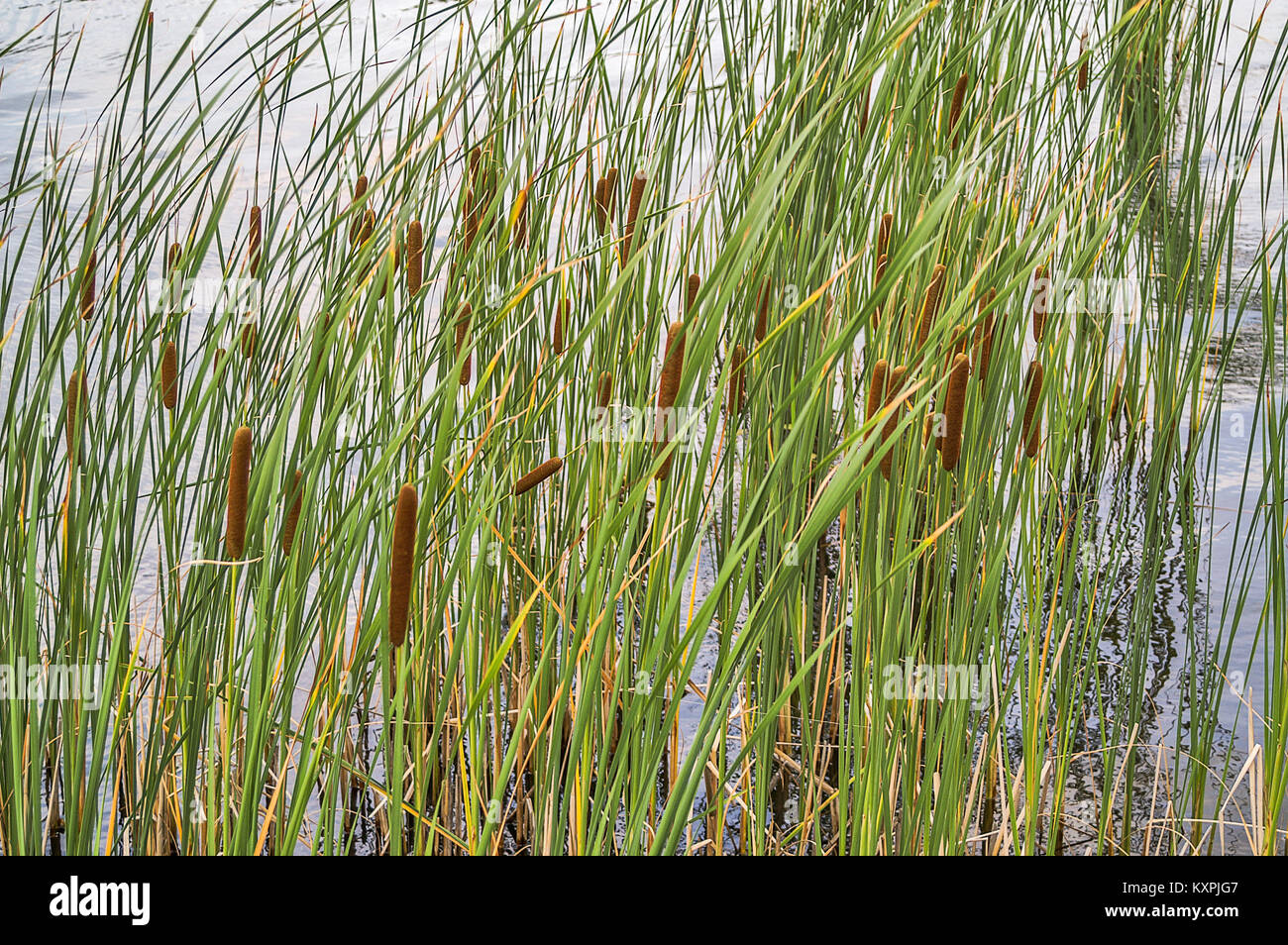 Familie typhaceae -Fotos und -Bildmaterial in hoher Auflösung – Alamy