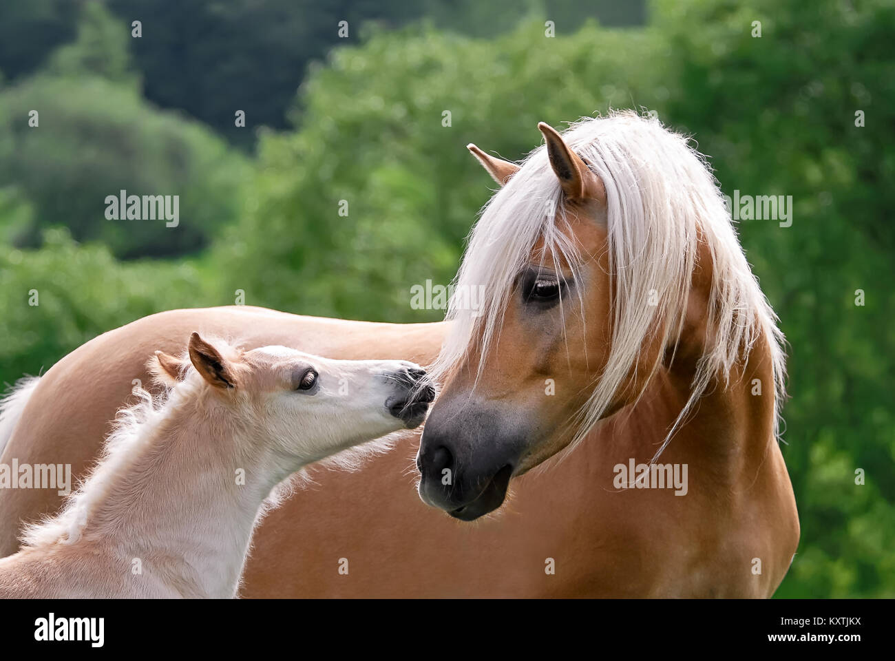 Haflinger Pferde, Stute mit Fohlen, Seite an Seite, knuddeln, die ...