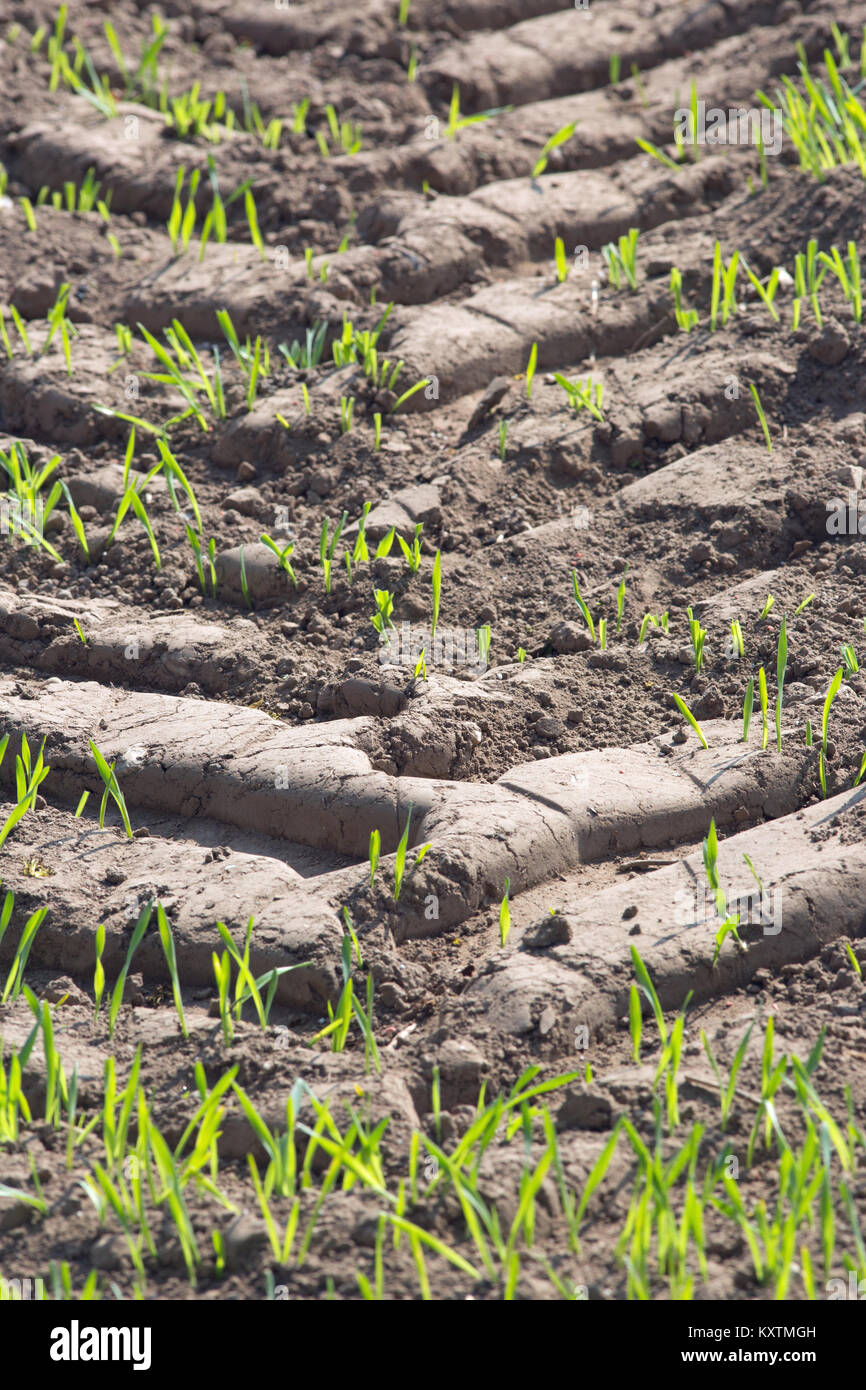 Vertikales getreide -Fotos und -Bildmaterial in hoher Auflösung – Alamy