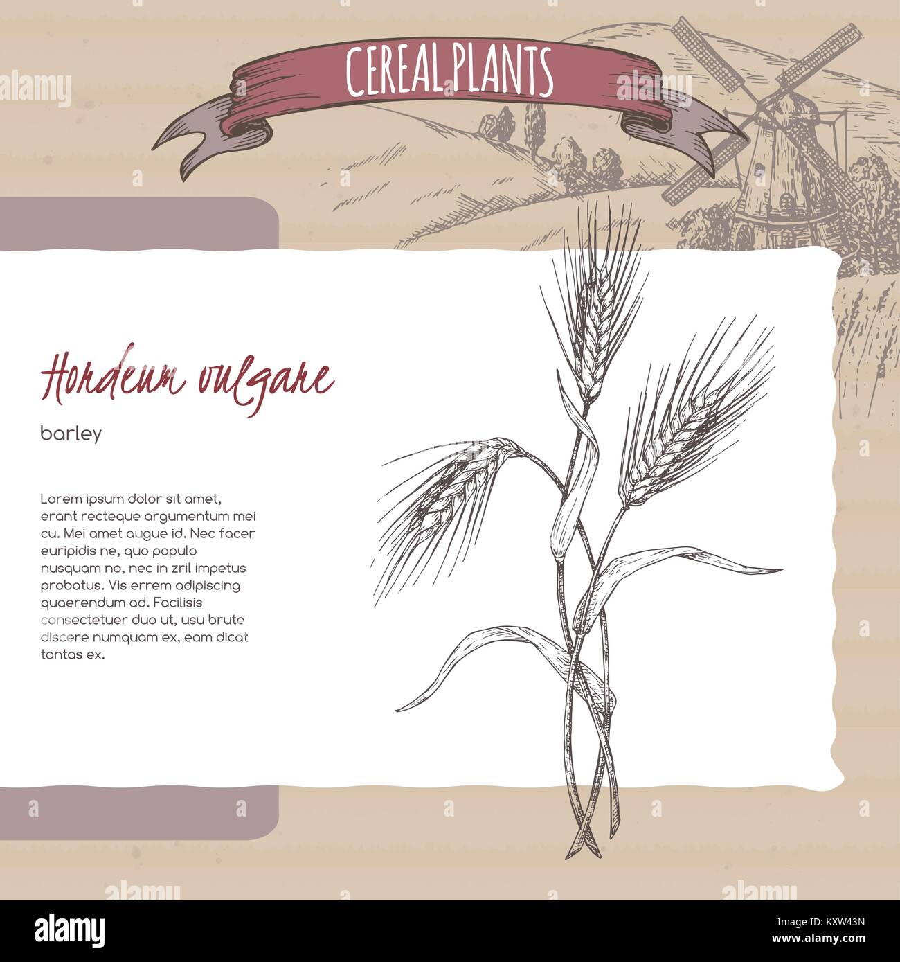 Gerste aka Hordeum vulgare Skizze. Getreide Pflanzen Sammlung Stock ...