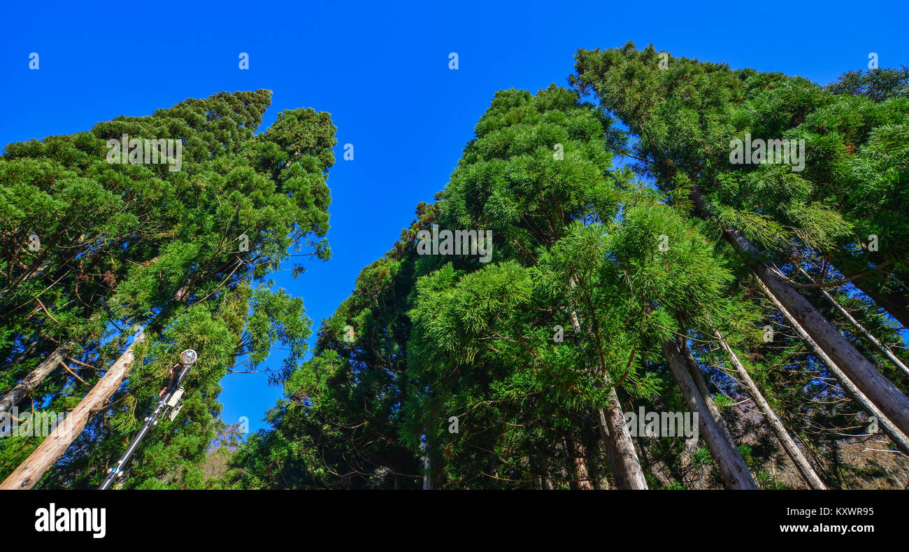 Top von riesigen Pinien im alten Wald in Gifu, Japan Stockfotografie ...